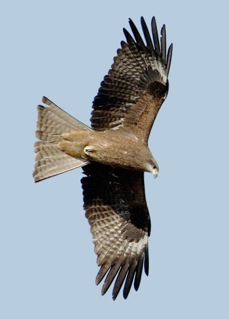 Glede and Kites | Lee's Birdwatching Adventures Plus