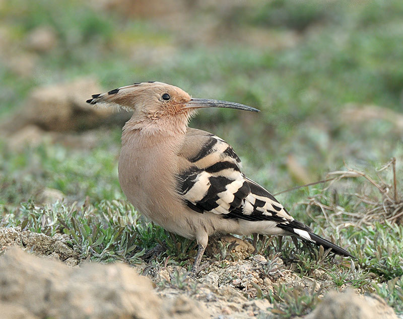Hoopoe – Photos | Lee's Birdwatching Adventures Plus