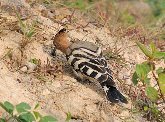 Hoopoe – Photos | Lee's Birdwatching Adventures Plus