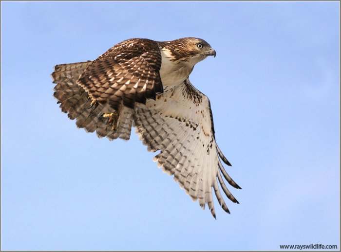 Birds of the Bible – Hawk Migration | Lee's Birdwatching Adventures Plus
