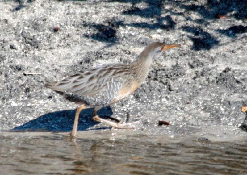 Rallidae – Rails, Crakes & Coots | Lee's Birdwatching Adventures Plus