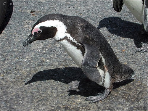 SPHENISCIFORMES – Penguins | Lee's Birdwatching Adventures Plus