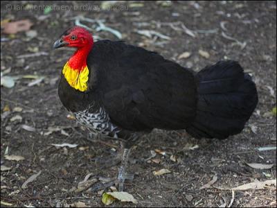Megapodiidae – Megapodes | Lee's Birdwatching Adventures Plus