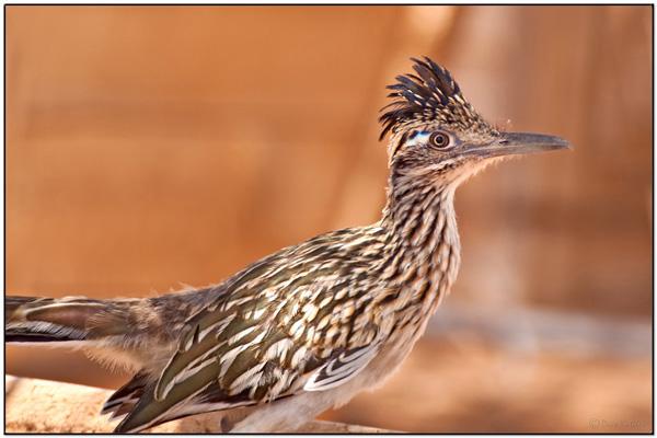 Sneaky Roadrunner | Lee's Birdwatching Adventures Plus