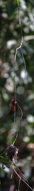 Ian’s Bird of the Week – Frill-necked Monarch | Lee's Birdwatching ...