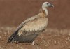 Birds of the Bible – Griffon Vulture | Lee's Birdwatching Adventures Plus