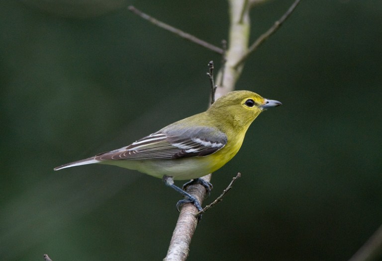 Sunday Inspiration – Shrikes and Vireos | Lee's Birdwatching Adventures ...
