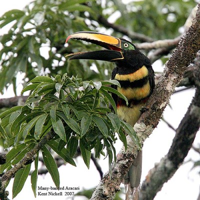 Birds of the World ~ Toucan Family (Ramphastidae) | Lee's Birdwatching ...