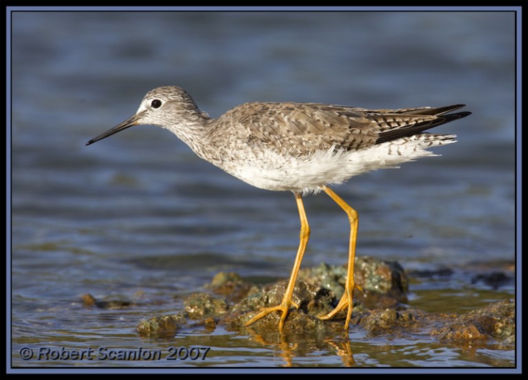 Intro to Some Latin Names of Birds | Lee's Birdwatching Adventures Plus
