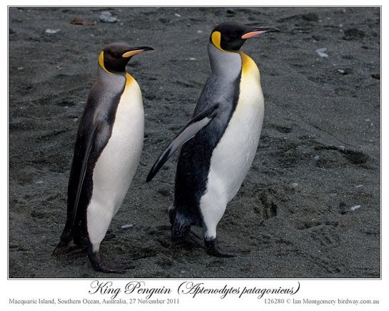 Ian’s Bird of the Week – King Penguin | Lee's Birdwatching Adventures Plus