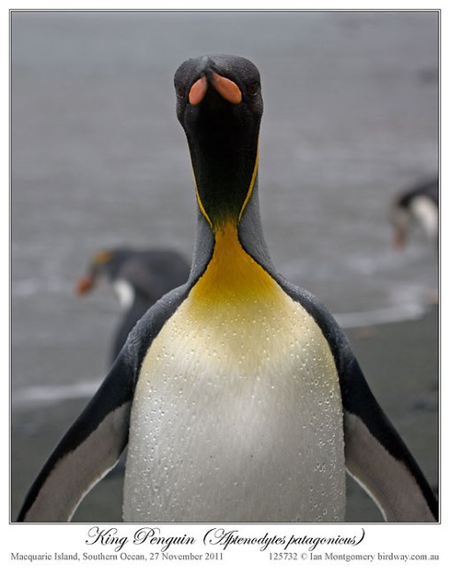 Ian’s Bird of the Week – King Penguin | Lee's Birdwatching Adventures Plus