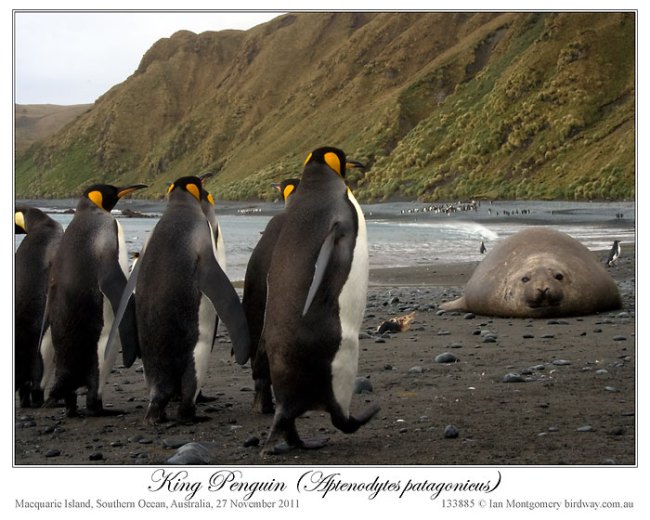 Ian’s Bird of the Week – King Penguin | Lee's Birdwatching Adventures Plus