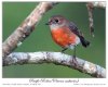 Ian’s Bird of the Week – Pacific Robin | Lee's Birdwatching Adventures Plus