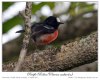 Ian’s Bird of the Week – Pacific Robin | Lee's Birdwatching Adventures Plus