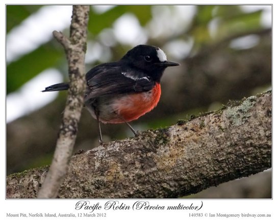 Ian’s Bird of the Week – Pacific Robin | Lee's Birdwatching Adventures Plus