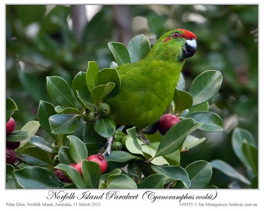 Ian’s Bird of the Week – Norfolk Island Parakeet | Lee's Birdwatching ...
