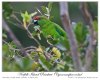Ian’s Bird of the Week – Norfolk Island Parakeet | Lee's Birdwatching ...