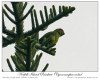 Parakeet | Lee's Birdwatching Adventures Plus