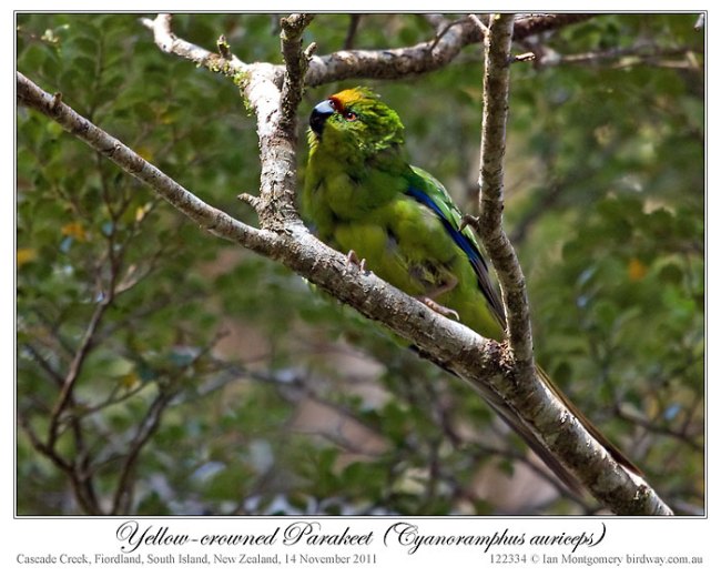 Parakeet | Lee's Birdwatching Adventures Plus