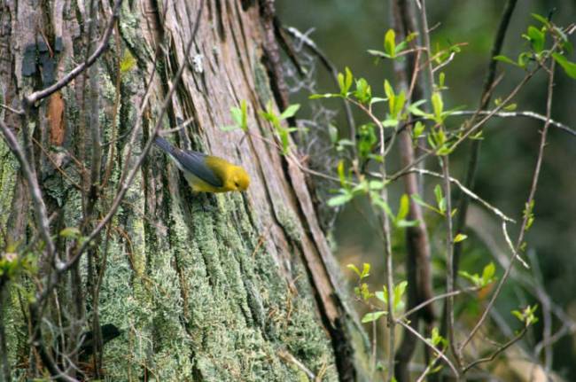 Birds Vol 1 #5 – The Prothonotary Yellow Warblers | Lee's Birdwatching ...