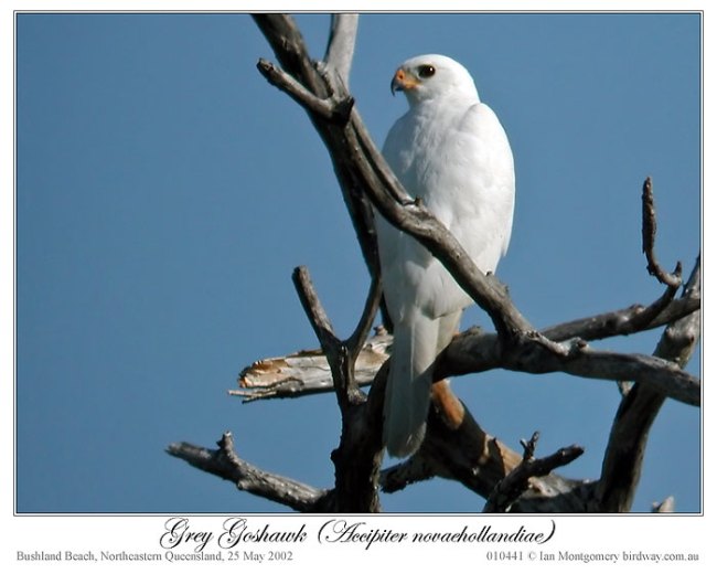 Ian’s Bird of the Week – Grey Goshawk | Lee's Birdwatching Adventures Plus