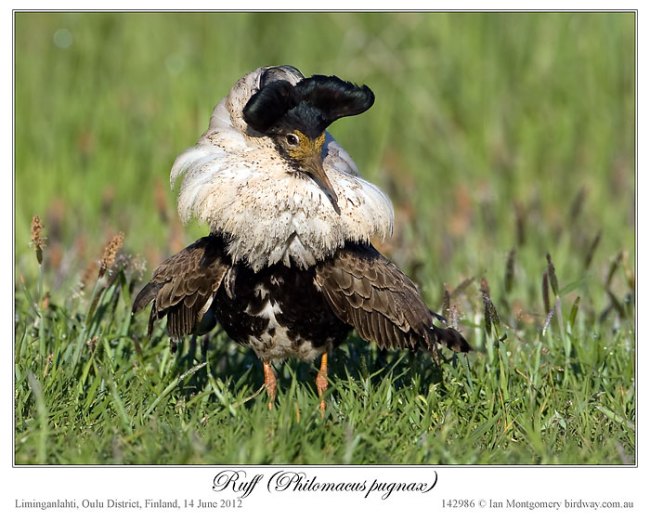 Ian’s Bird of the Week – Ruff | Lee's Birdwatching Adventures Plus