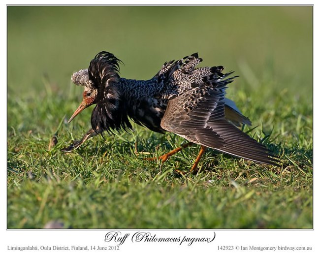 Ian’s Bird of the Week – Ruff | Lee's Birdwatching Adventures Plus