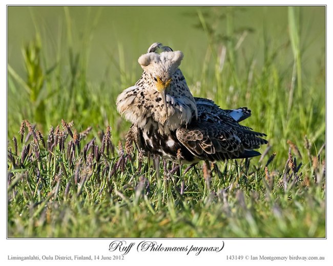 Ian’s Bird of the Week – Ruff | Lee's Birdwatching Adventures Plus