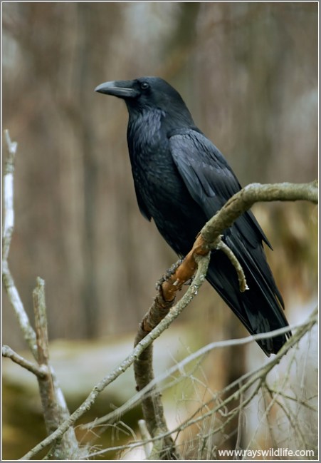 A Diet of Jackdaws and Ravens | Lee's Birdwatching Adventures Plus