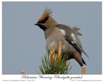 Intro to Some Latin Names of Birds | Lee's Birdwatching Adventures Plus