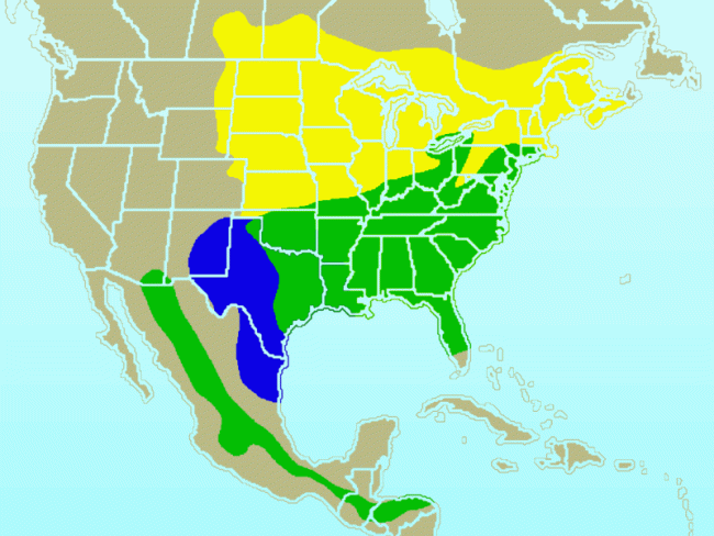 Birds of the Bible – Bluebirds | Lee's Birdwatching Adventures Plus