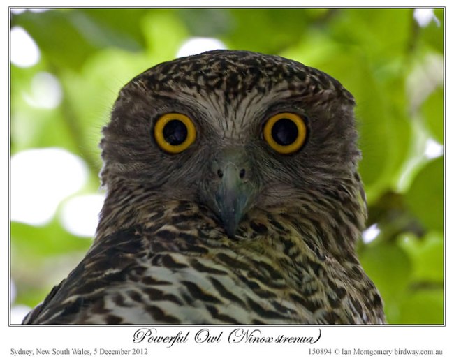Ian’s Bird of the Week – Powerful Owl | Lee's Birdwatching Adventures Plus