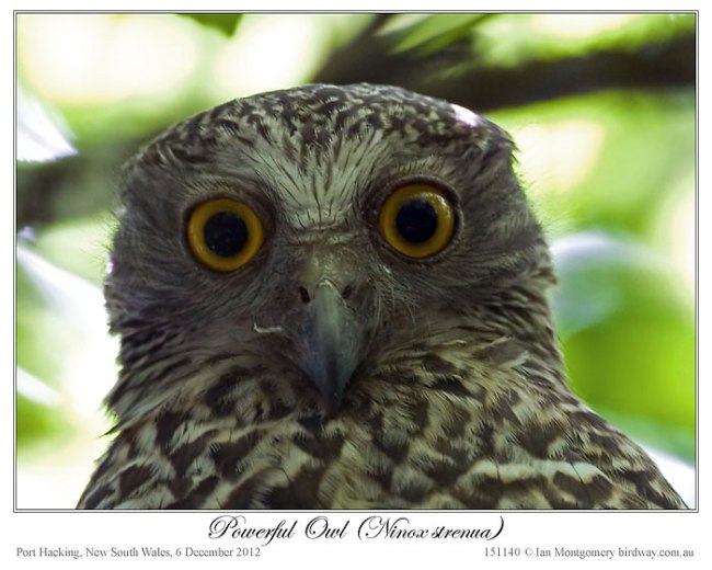 Ian’s Bird of the Week – Powerful Owl | Lee's Birdwatching Adventures Plus