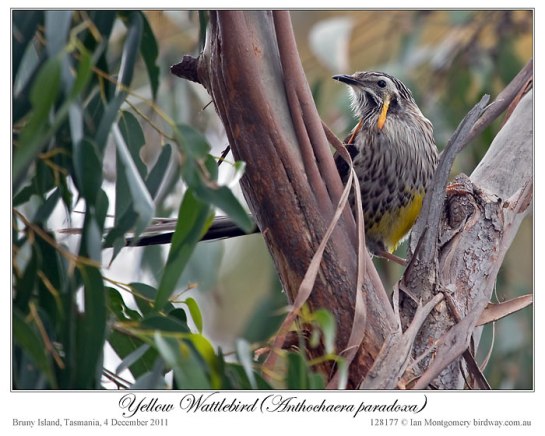 Meliphagidae | Lee's Birdwatching Adventures Plus
