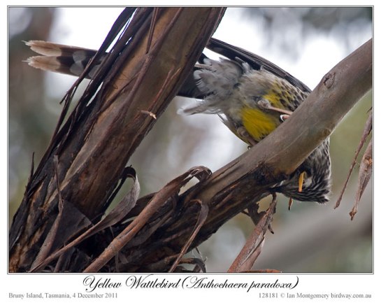 Meliphagidae | Lee's Birdwatching Adventures Plus