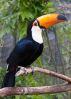 Birds of the World ~ Toucan Family (Ramphastidae) | Lee's Birdwatching ...