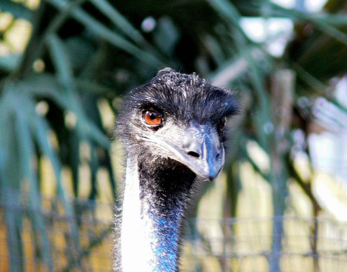 Sunday Inspiration – Ostrich, Rhea, Cassowary, Emu & Kiwi | Lee's ...