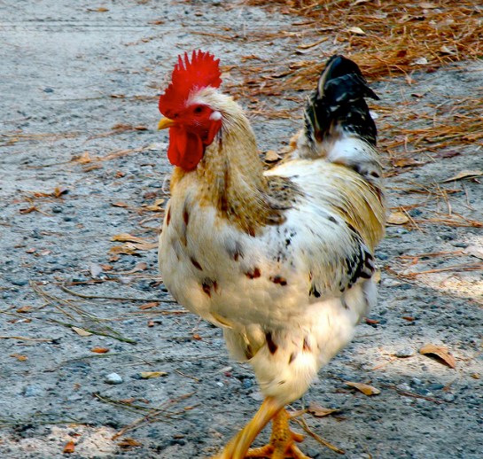 Birds of the Bible – Strutting Rooster | Lee's Birdwatching Adventures Plus
