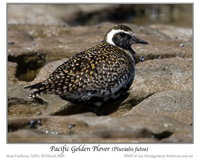 Pacific Golden Plover’s Teamwork | Lee's Birdwatching Adventures Plus