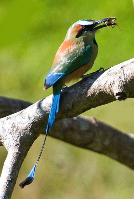 Hidden-in-Plain-View Lesson from a Motmot: by James J. S. Johnson | Lee ...
