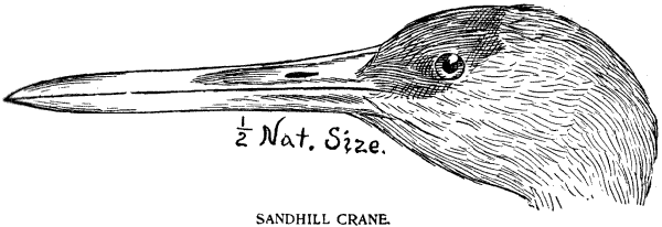 Cranes | Lee's Birdwatching Adventures Plus