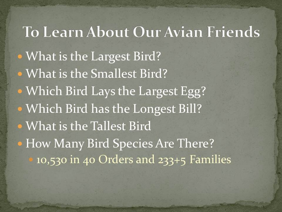 Slides From Birdwatching Lesson | Lee's Birdwatching Adventures Plus