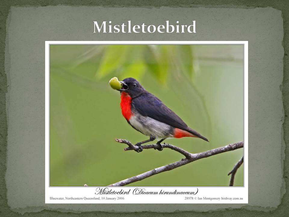 Slides From Birdwatching Lesson | Lee's Birdwatching Adventures Plus