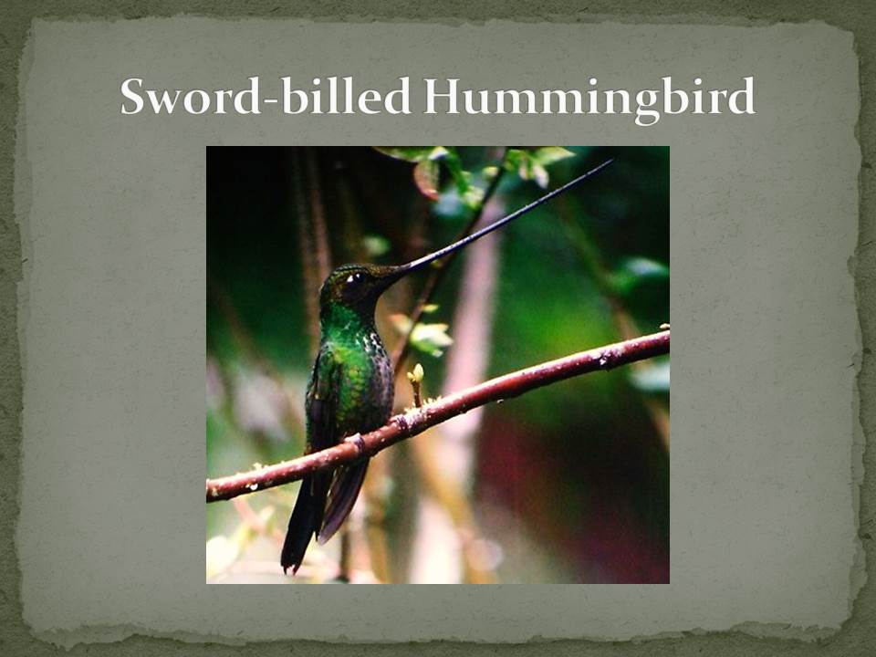 Slides From Birdwatching Lesson | Lee's Birdwatching Adventures Plus