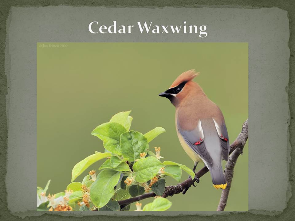 Slides From Birdwatching Lesson | Lee's Birdwatching Adventures Plus