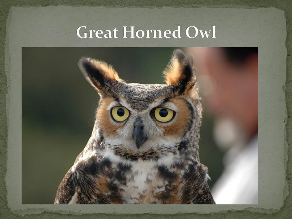 Slides From Birdwatching Lesson | Lee's Birdwatching Adventures Plus