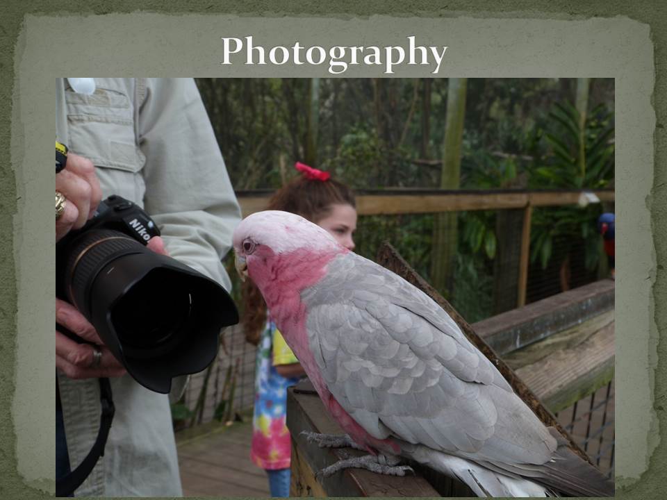Slides From Birdwatching Lesson | Lee's Birdwatching Adventures Plus