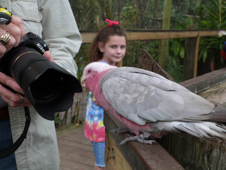 Slides From Birdwatching Lesson | Lee's Birdwatching Adventures Plus