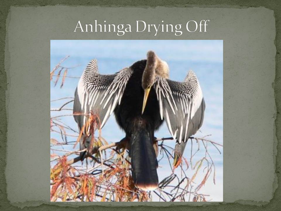 Slides From Birdwatching Lesson | Lee's Birdwatching Adventures Plus