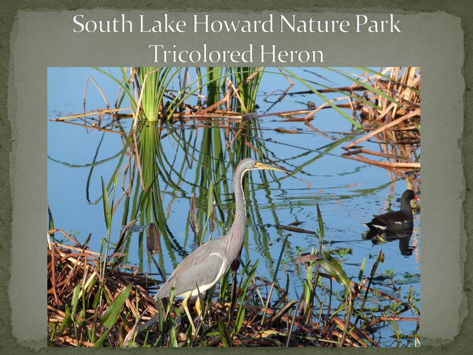 Slides From Birdwatching Lesson | Lee's Birdwatching Adventures Plus